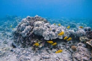 Manini Beach - The Most Underrated Snorkeling in Kealakekua Bay