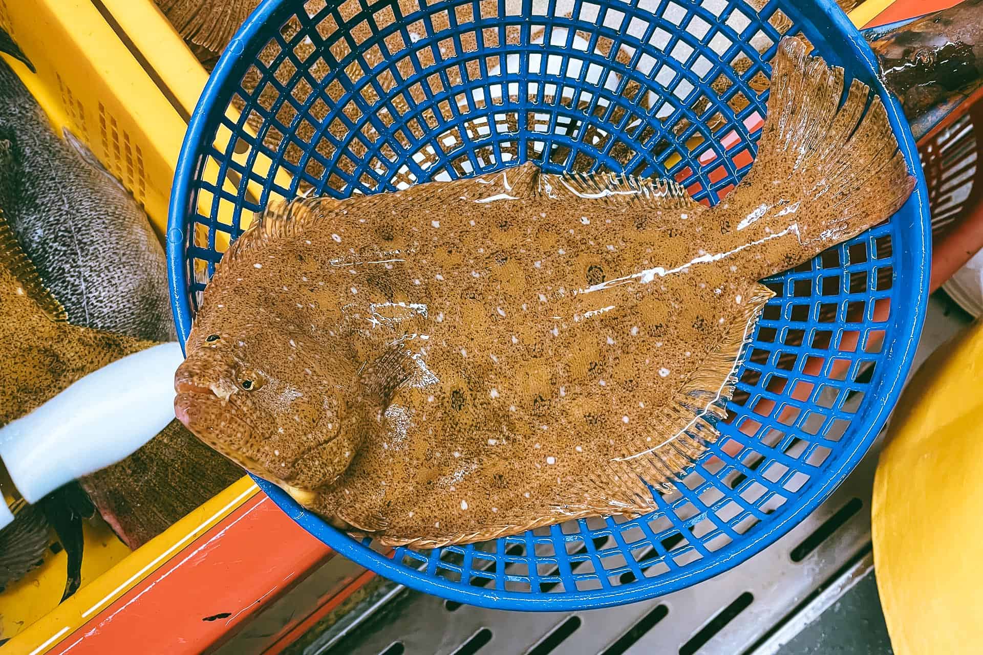 Jagalchi Market in Busan: The Best Place for Seafood in Korea