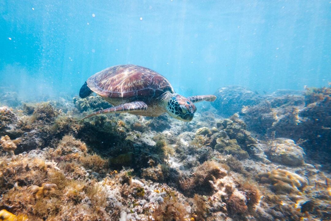 Balicasag Island Snorkeling: Is It Worth It?