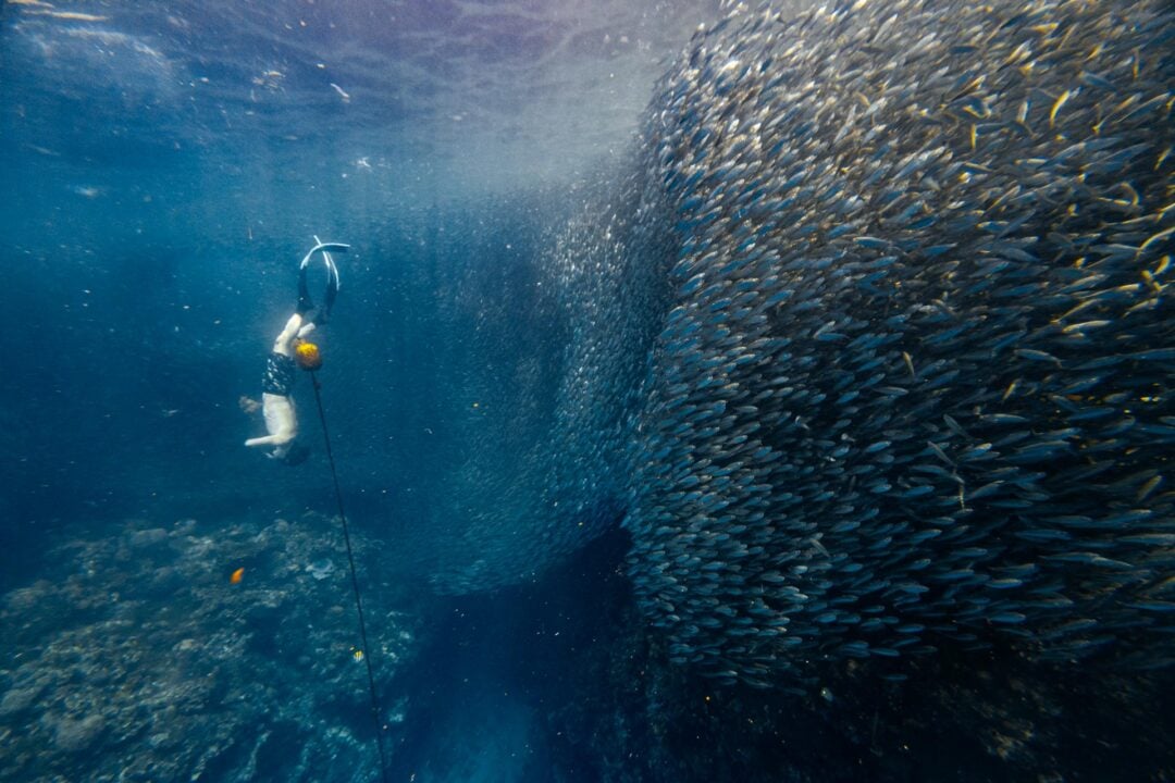 Napaling Reef Snorkeling: Complete Guide