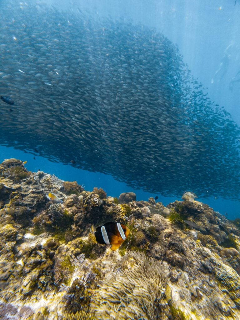 Napaling Reef Snorkeling: Complete Guide