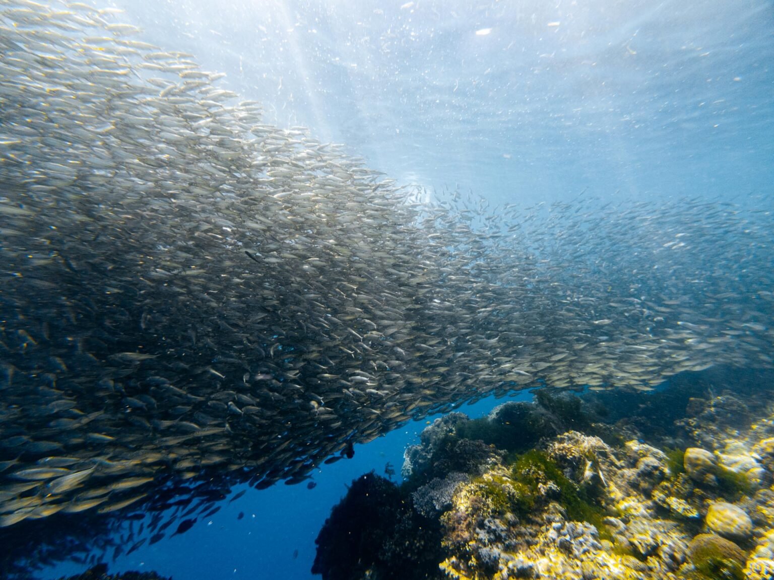 Napaling Reef Snorkeling: Complete Guide