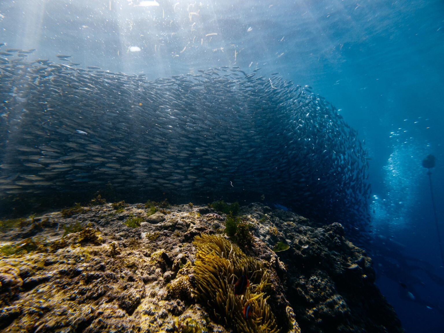 Napaling Reef Snorkeling: Complete Guide