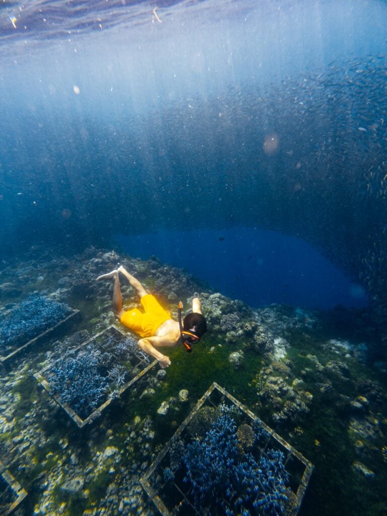 Napaling Reef Snorkeling: Complete Guide