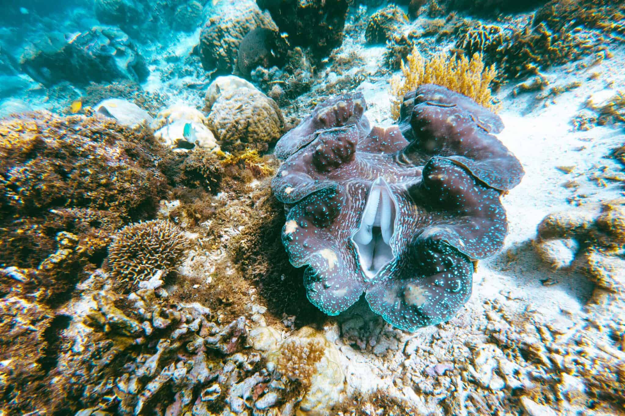 16 Awesome Things to Do in Camiguin: Complete Travel Guide