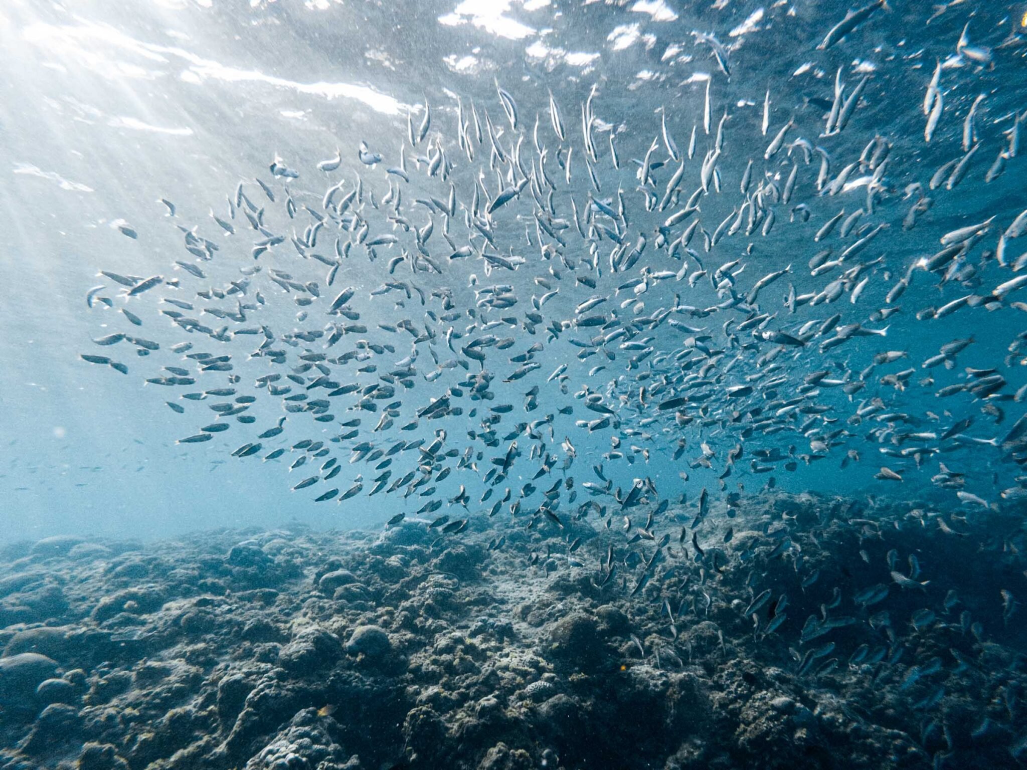 How to See the Moalboal Sardine Run Without a Tour