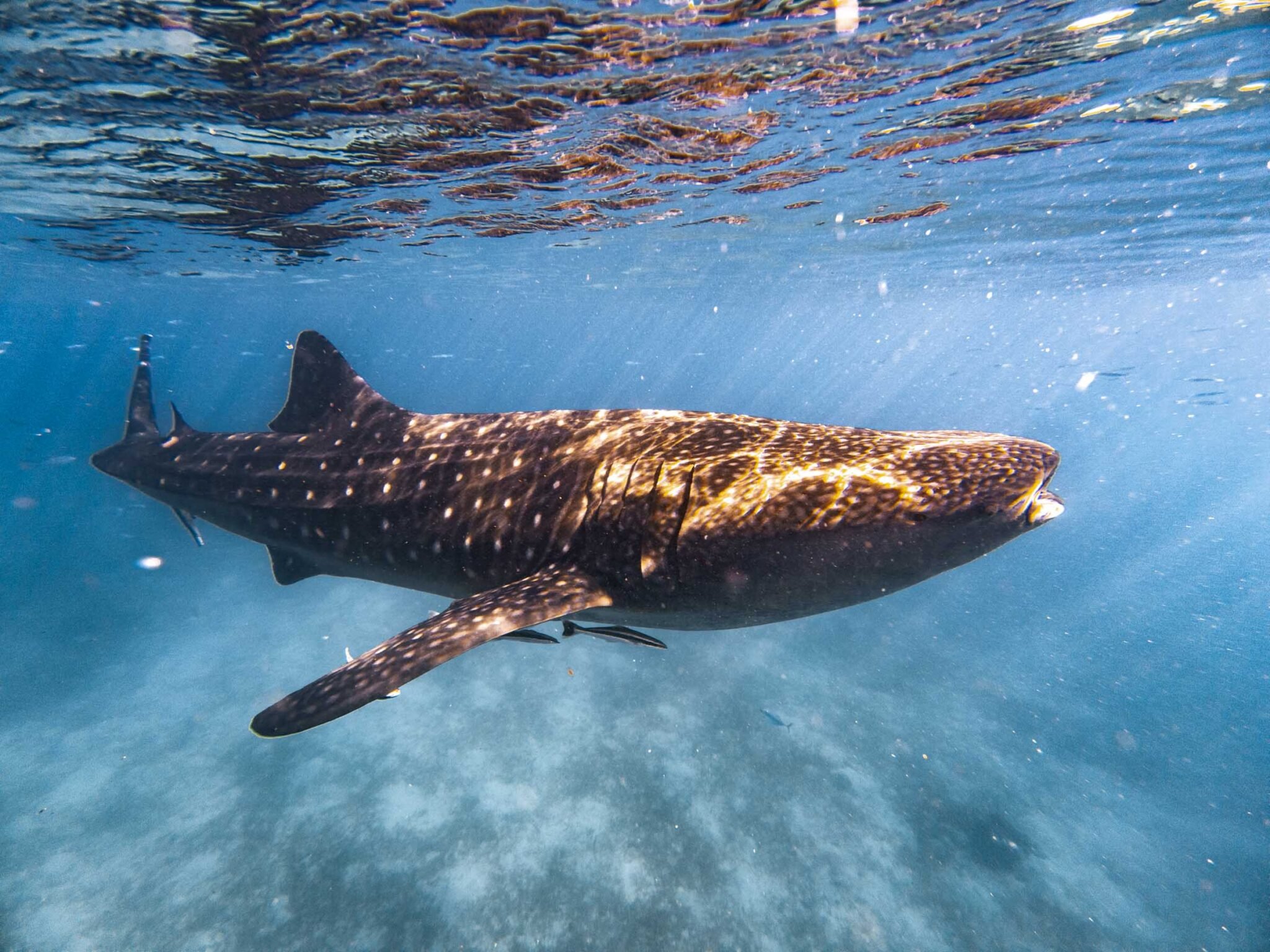 Oslob Whale Shark Watching: Complete Guide