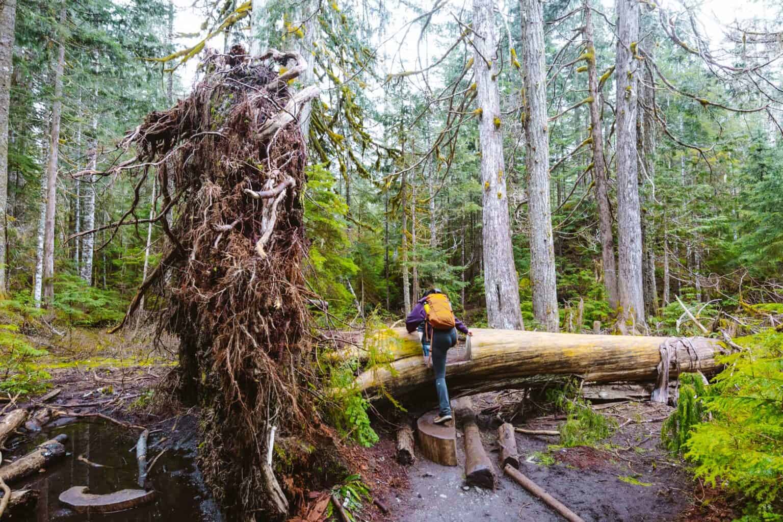 Heather Lake Trail in Washington: Complete Hiking Guide