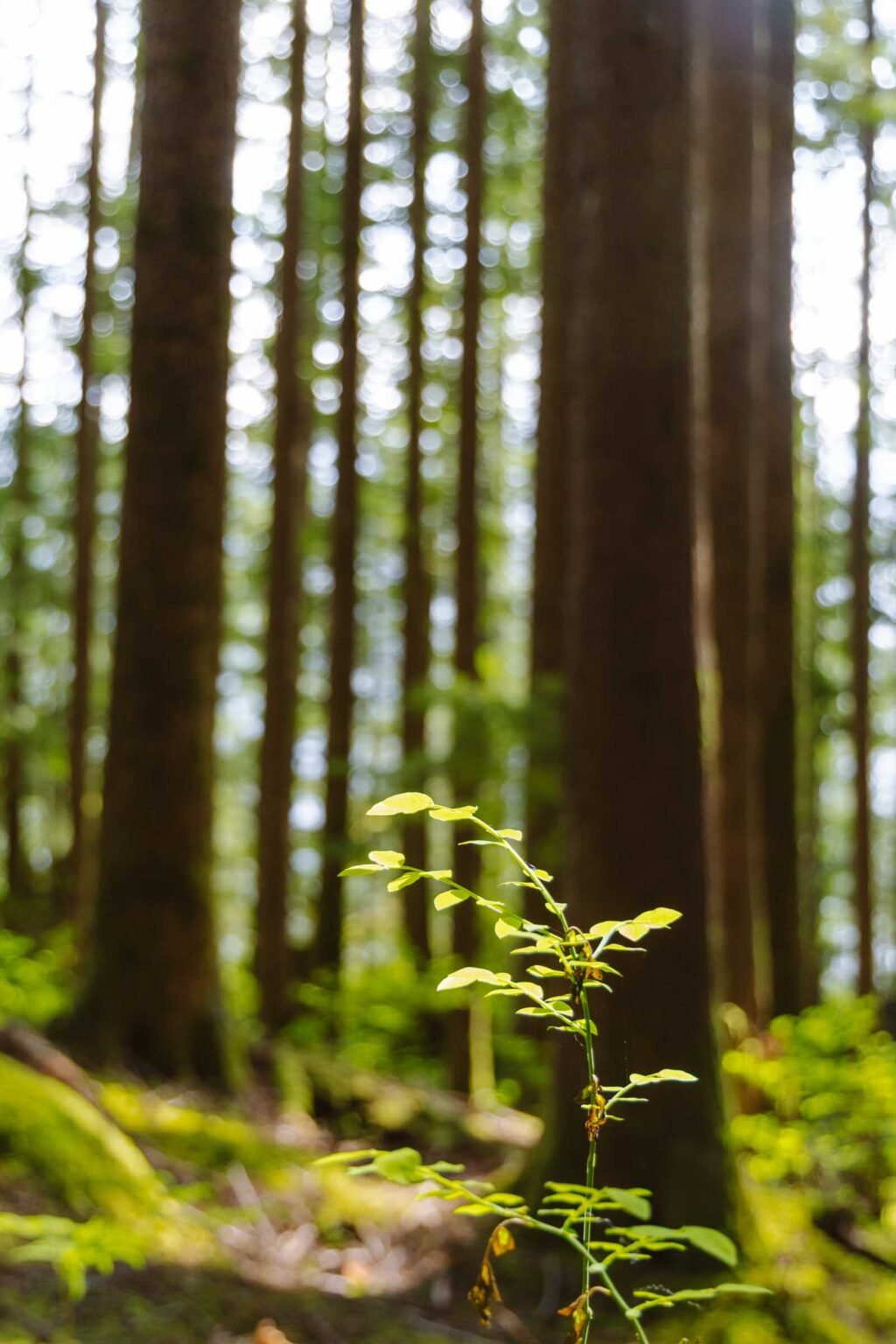 Heybrook Lookout in Washington: Complete Hiking Guide