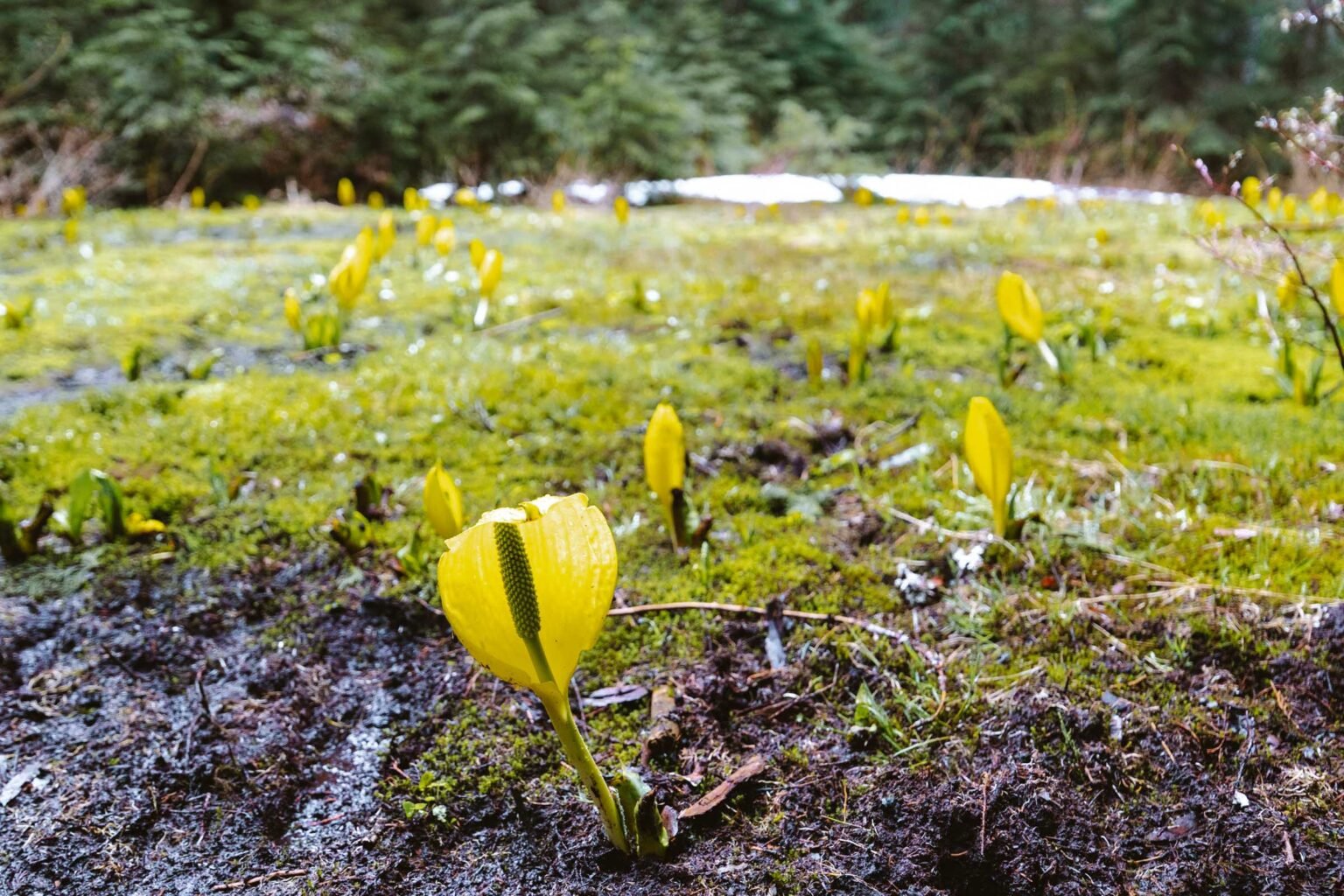 Heather Lake Trail in Washington: Complete Hiking Guide