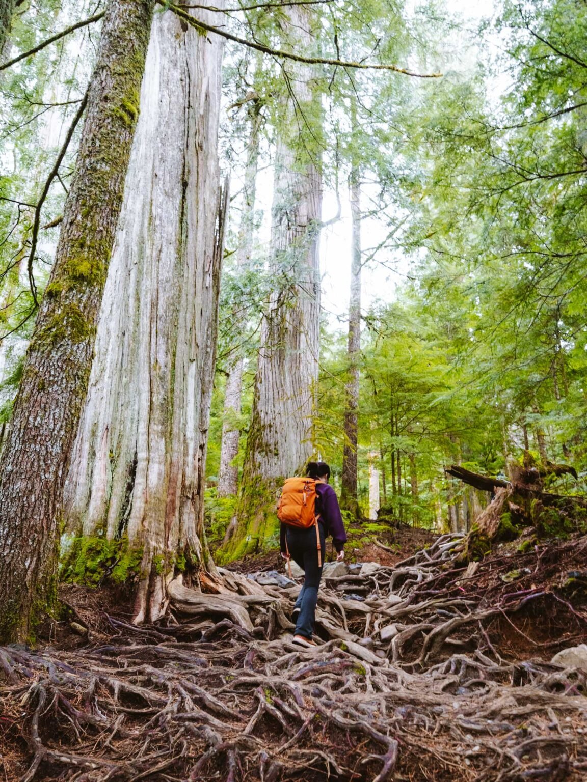 Heather Lake Trail in Washington: Complete Hiking Guide