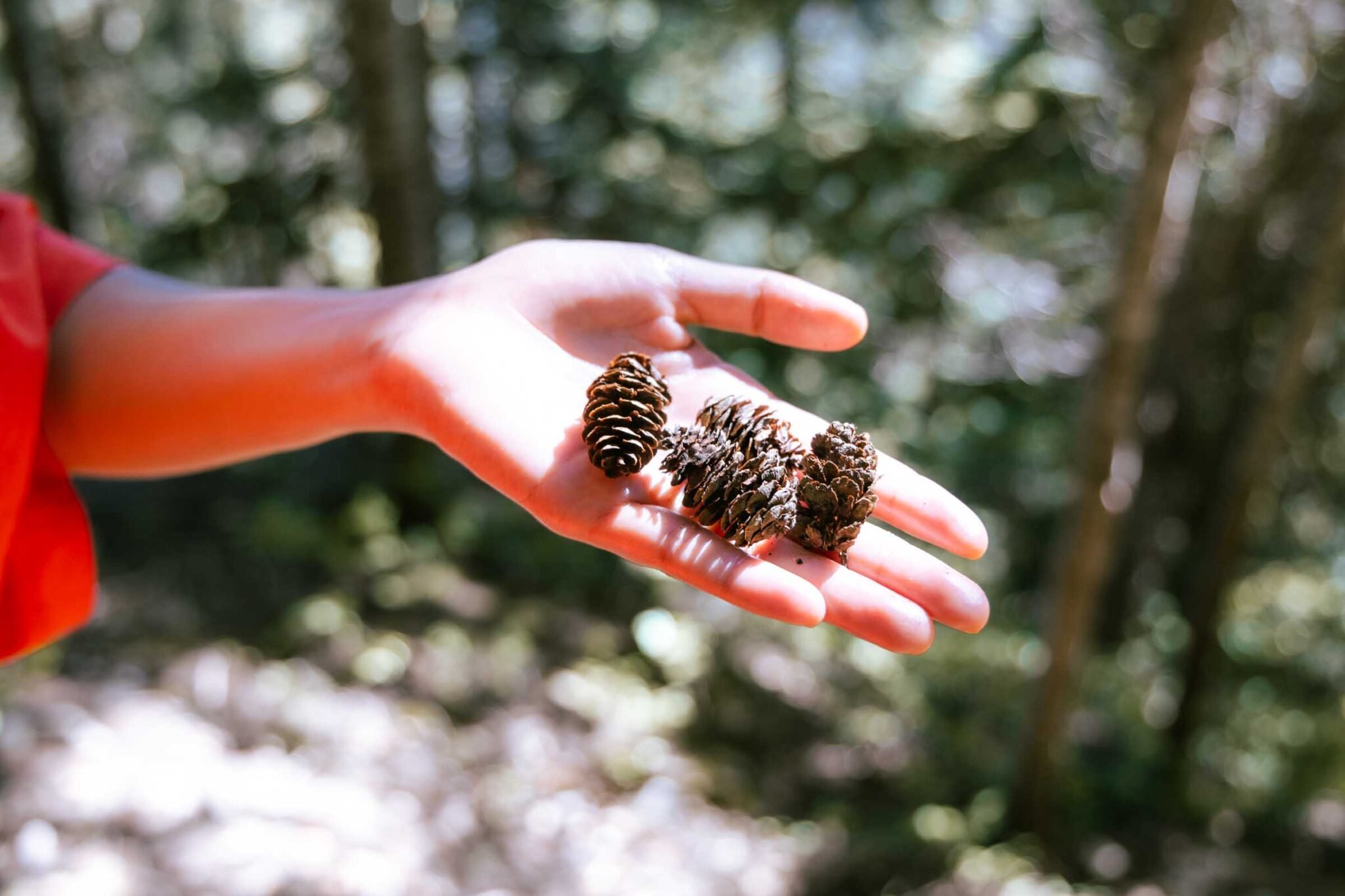 Mount Catherine Hike in Washington: Complete Guide